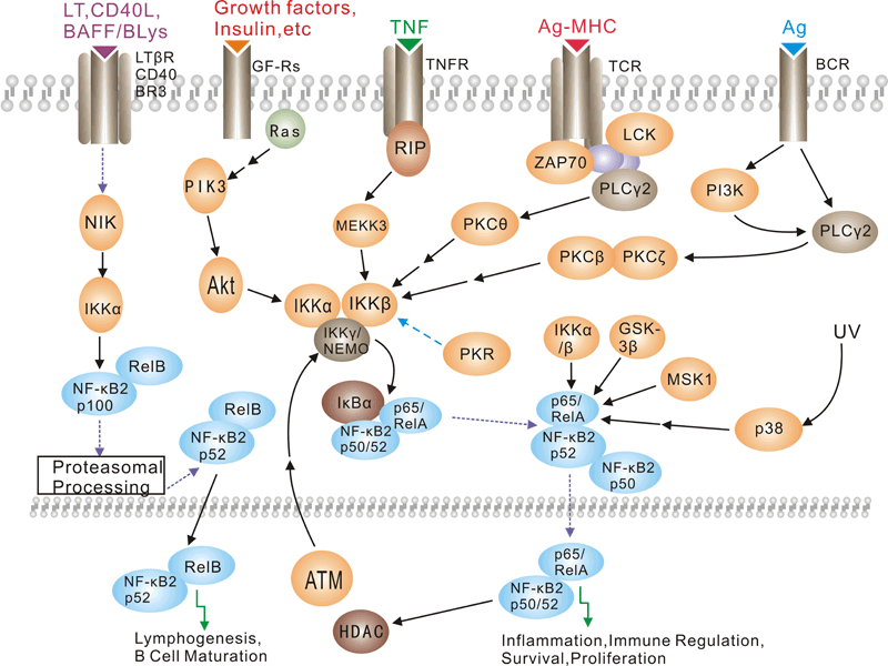 Nf Kappa B Pathway Pathways Support Signalway Antibody