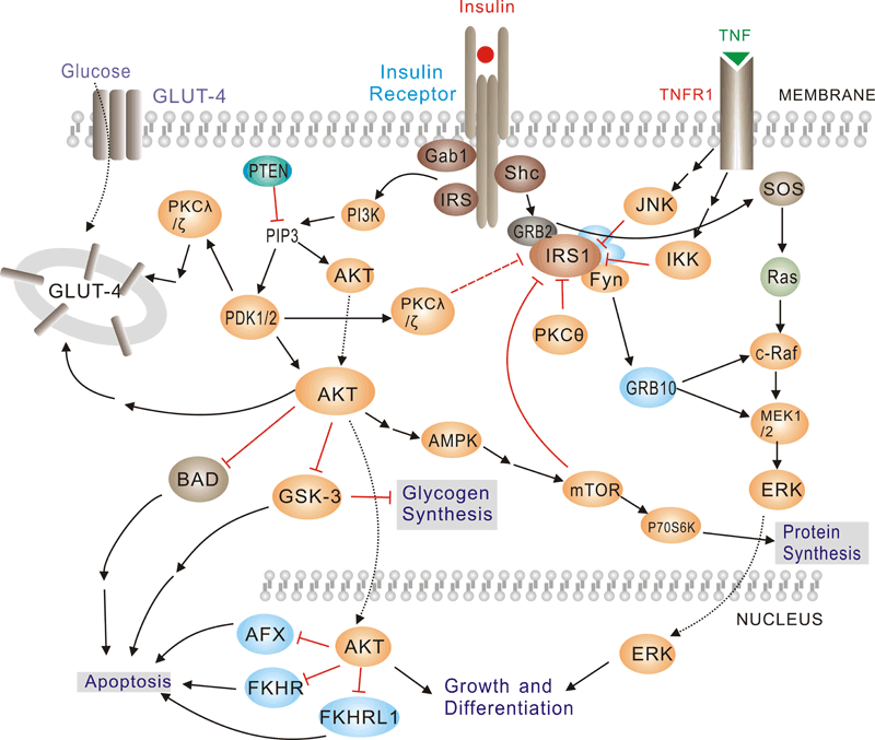 Insulin Pathway Insulin Pathway